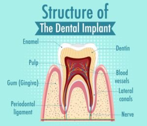 Different Teeth, Different Purposes: Understanding the Unique Roles of Your Teeth ...