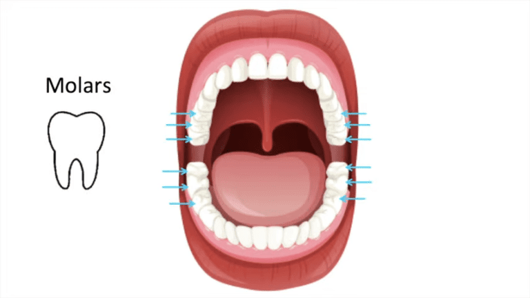 Four Types of Teeth: Understanding Their Functions and Importance ...